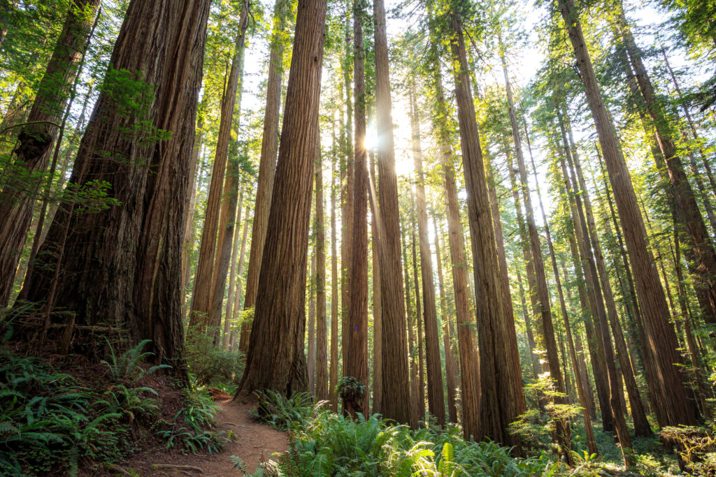 Top Attractions in Redwoods National and State Parks - Pine Coast Hiking