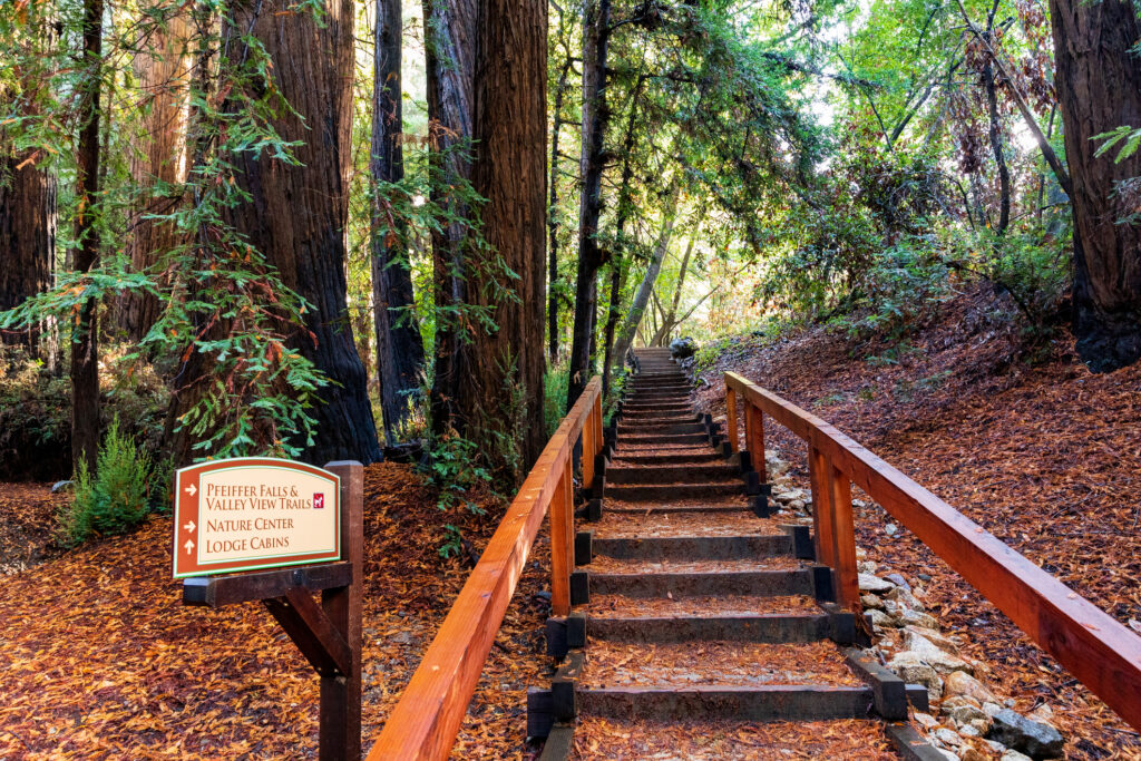 4 Incredible Trails at Beautiful Pfeiffer Big Sur State Park - Pine ...