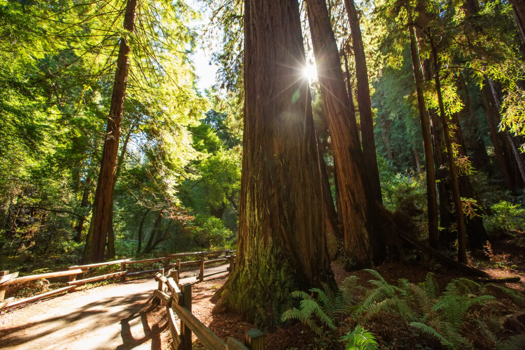 Best Hikes at Beautiful Muir Woods National Monument, California - Pine ...